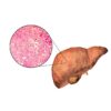 Cell Turnover – How Often Your Cells Renew - Pretty Pea