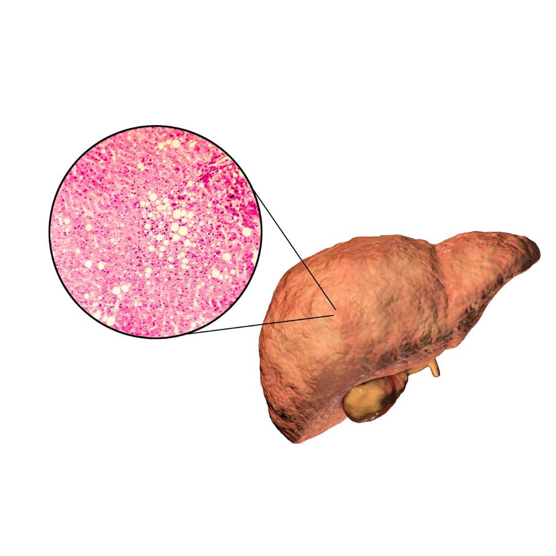 Cell Turnover – How Often Your Cells Renew - Pretty Pea